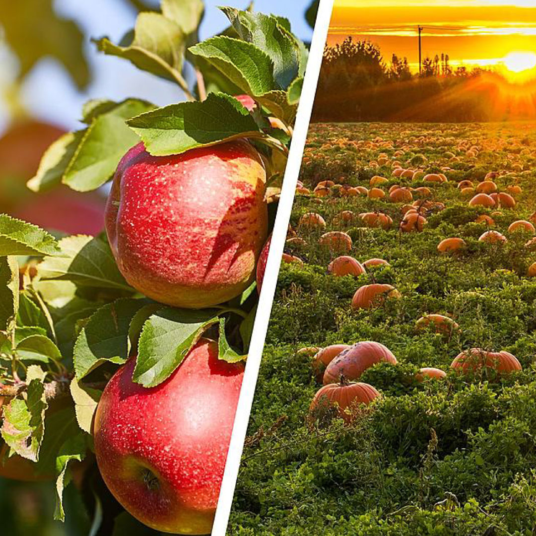 Fall Fun in Iowa: Pumpkin Patches, Apple Orchards and More