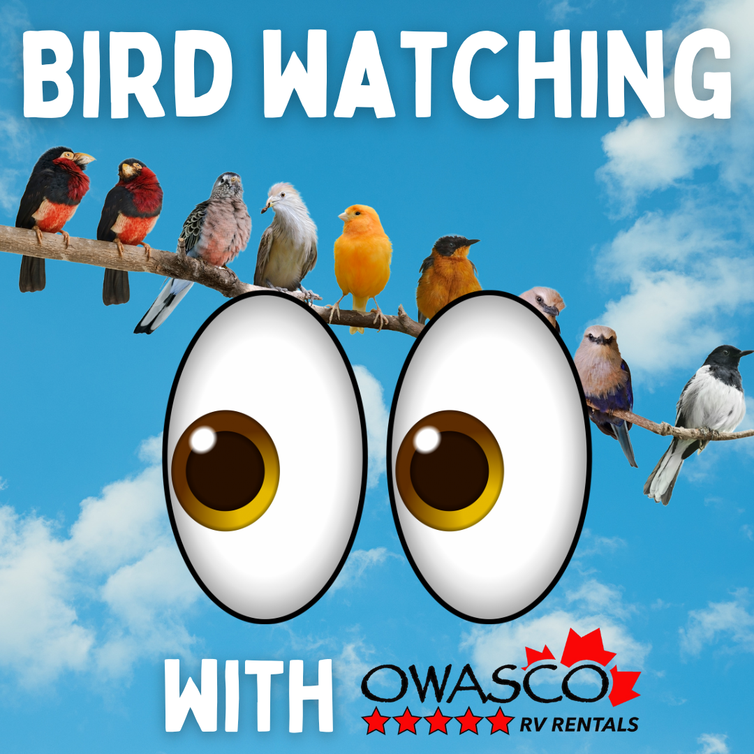 Birdwatching Adventures with Owasco RV Rentals - Owasco RV Rentals