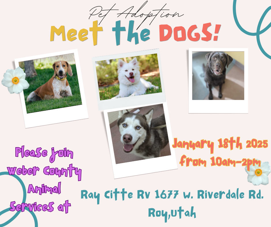 Pet Adoption - Meet the Dogs! Jan. 18, 2025 at Ray Citte RV